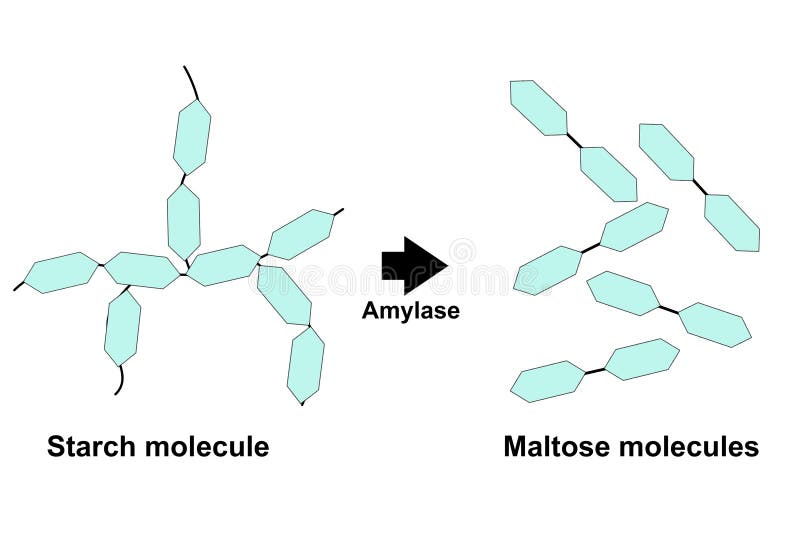 Starch Molecule 3d