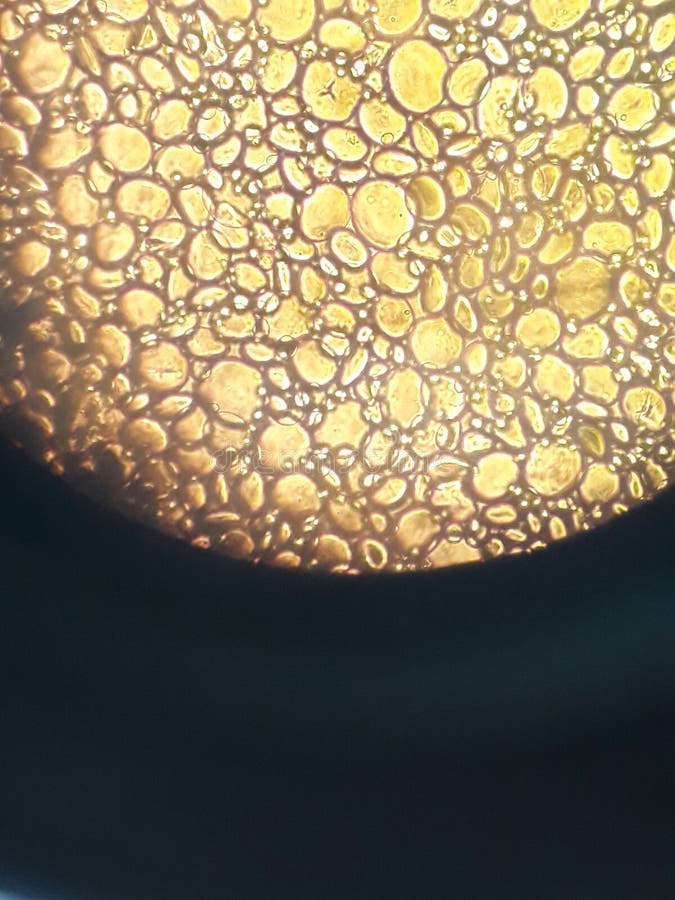 16,801 Light Microscope Stock Photos - Free & Royalty-Free Stock Photos ...