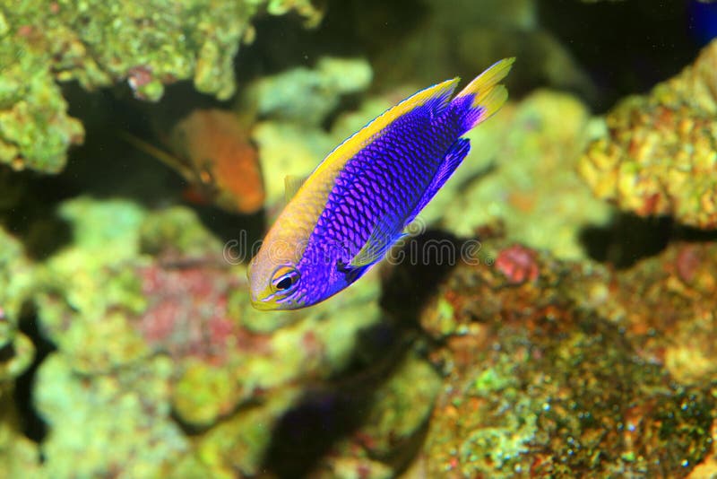 Starcki Damsel stock image. Image of ocean, japan, damselfish - 38278953