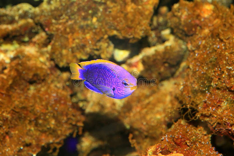 Starcki Damsel stock image. Image of fish, aqua, asia - 43093239