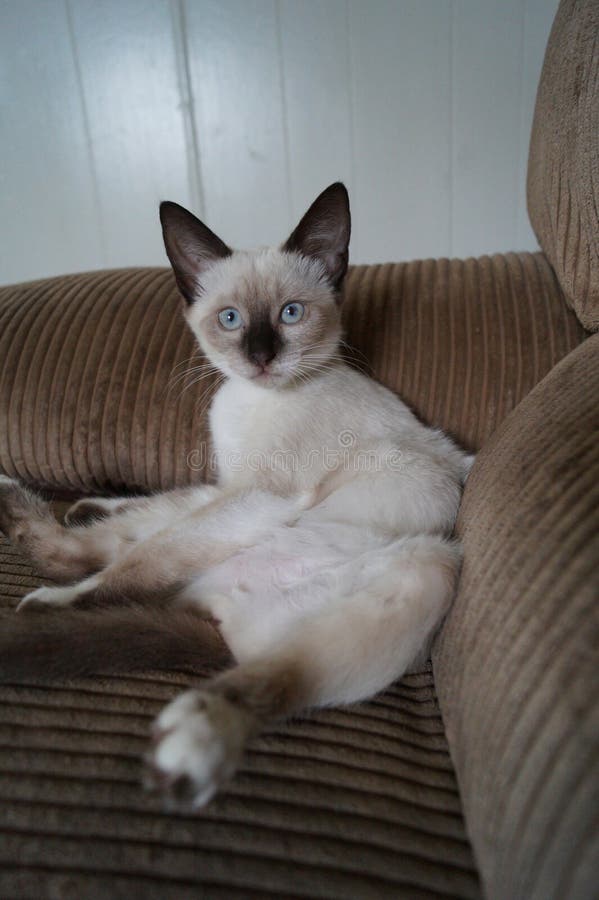 141 Cat Fat Siamese Stock Photos - Free & Royalty-Free Stock Photos ...