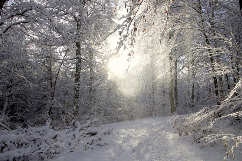Stardust Snow from Trees in the Sun Stock Photo - Image of fantasy ...