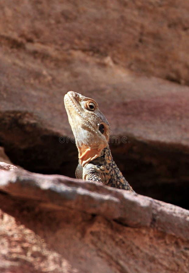 The Stare stock image. Image of lizard, laudakia, jordan - 19367163