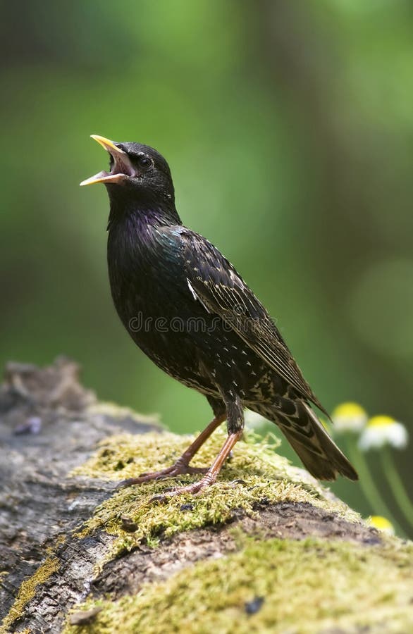 Metallisk Stare - Fågel På En Trädfilial Fotografering för Bildbyråer ...