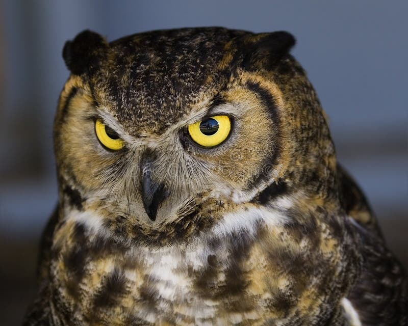 Stare stock image. Image of animal, wise, light, prey, nighttime - 624341