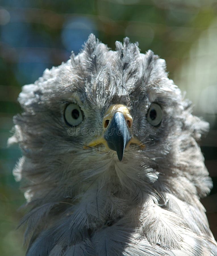 Stare stock image. Image of hungry, predator, hawk, wild - 641333