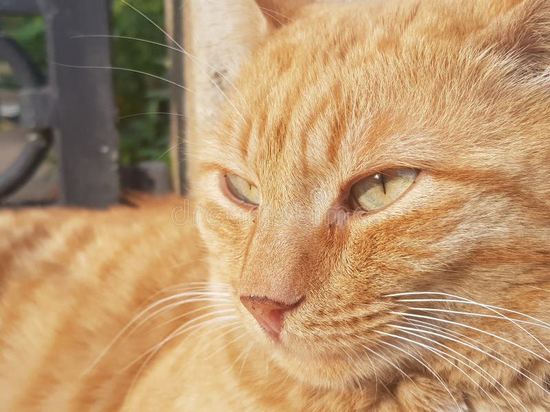 Stare stock image. Image of look, stare, ready, calm - 164272205