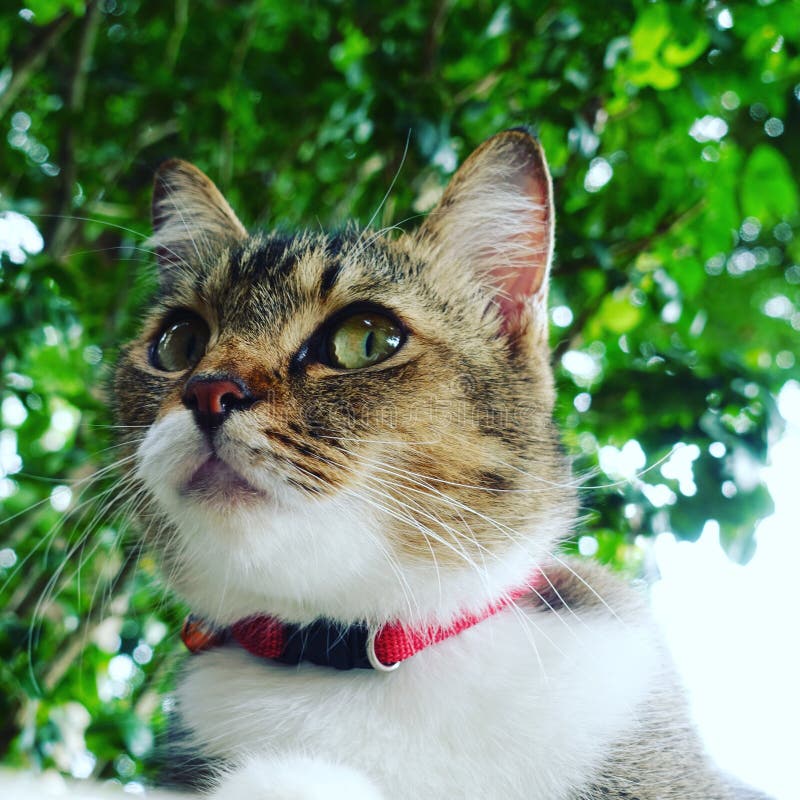 Stare of cat stock image. Image of stare, coolcat, pretty - 73548109