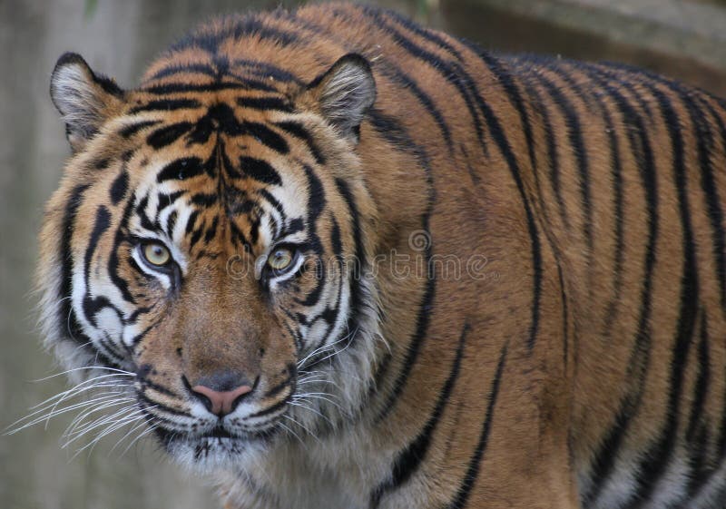 Stare Down stock photo. Image of mouth, eyes, face, intimidation - 25129688