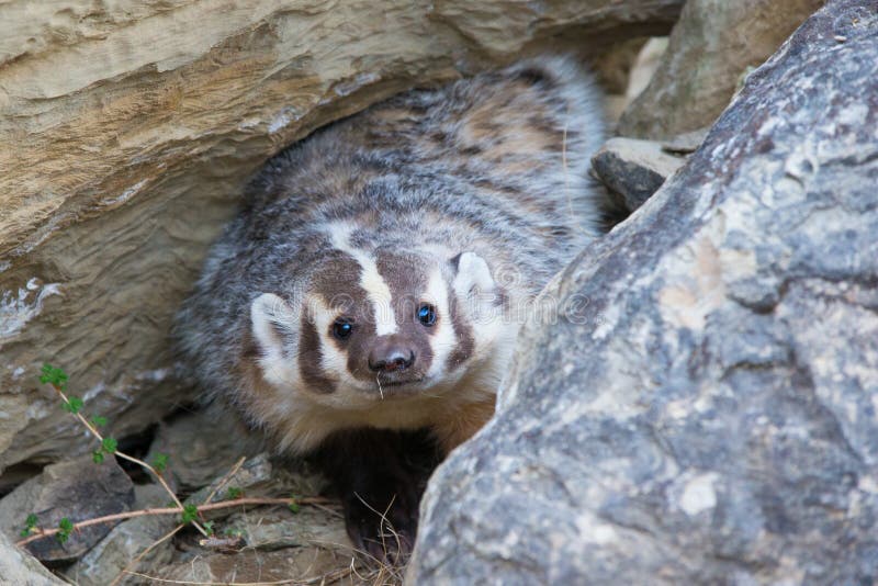 Stare down stock image. Image of natural, watchful, predator - 84528037