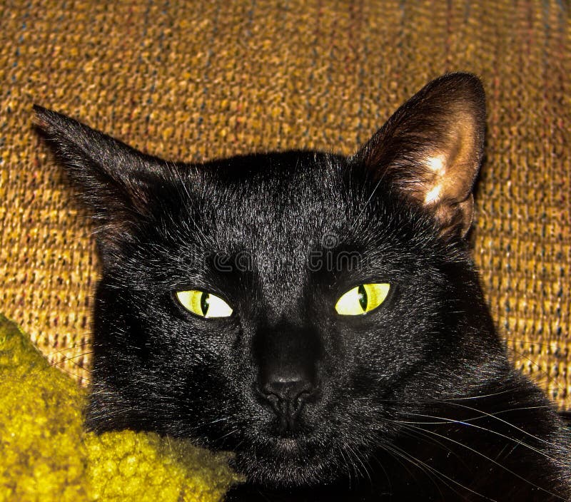 Stare Down stock photo. Image of animal, pets, felines - 86605862