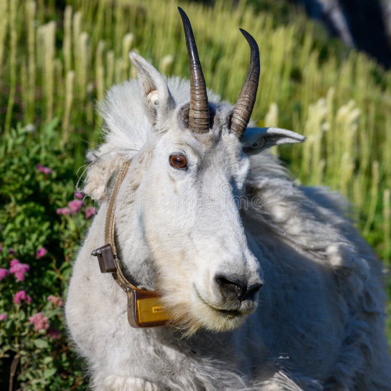 Stare Down with Mountain Goat Stock Photo - Image of profile, close ...
