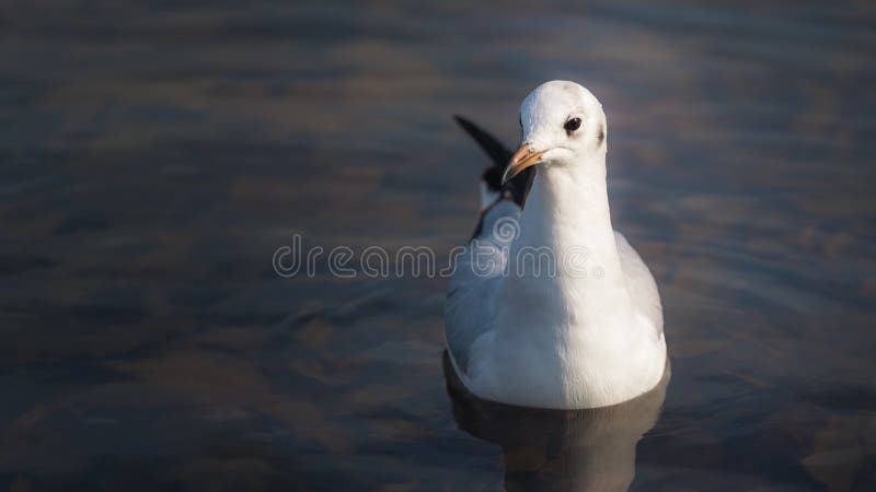 Stare stock image. Image of dark, elegant, blackbg, reflect - 53373615