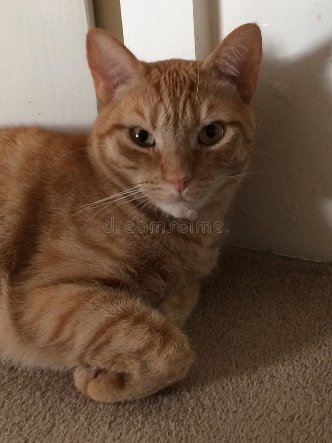 The Stare stock photo. Image of ginger, friendly, stare - 131006790