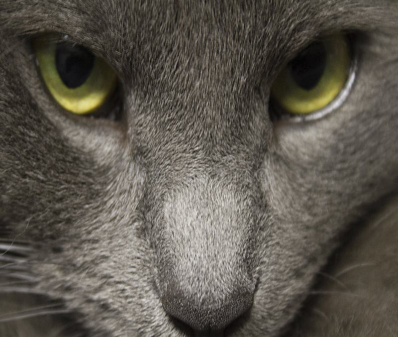 The stare stock photo. Image of feline, grey, stare - 110811786