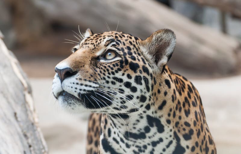 Stare leopard face stock photo. Image of eyes, outdoor - 31605782