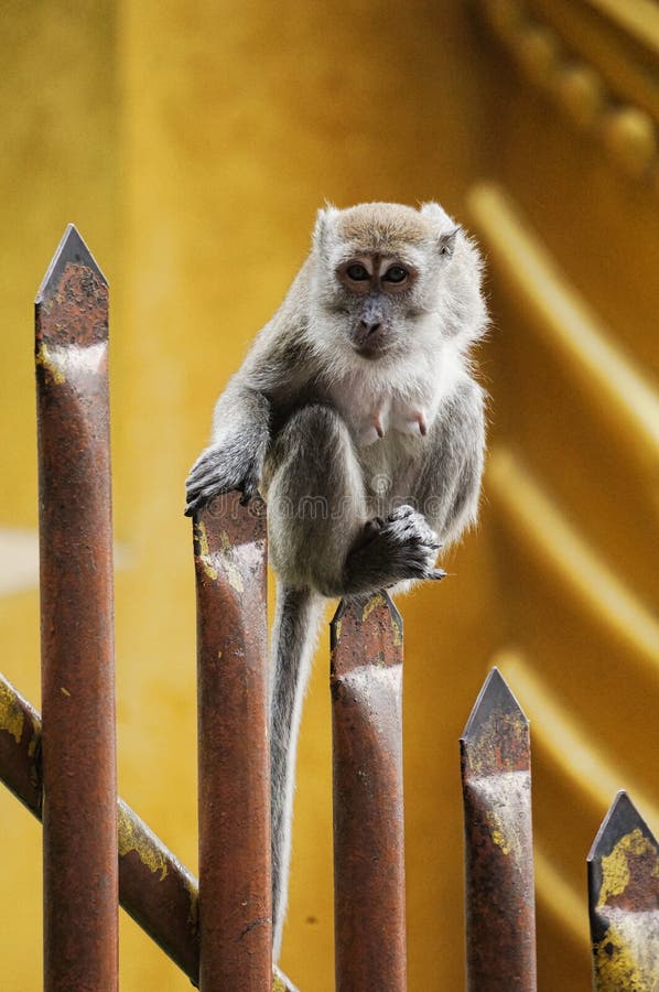 Stare of an monkey stock photo. Image of sharp, monkey - 45085182