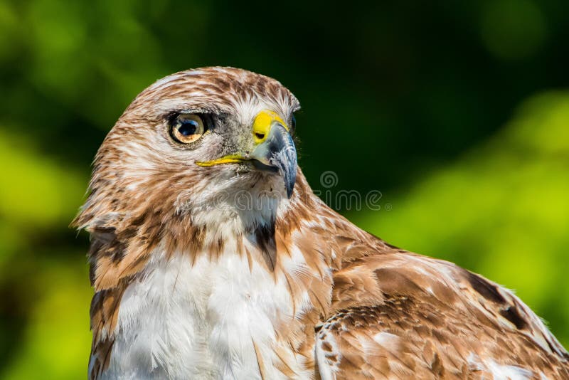 The Stare - Red Tail Hawk stock photo. Image of wild - 212372080