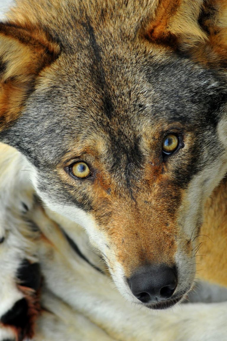 893 Timber Wolf Hunt Stock Photos - Free & Royalty-Free Stock Photos ...