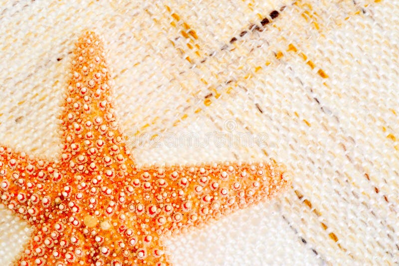 Starfish stock photo. Image of biology, brown, texture - 10617366
