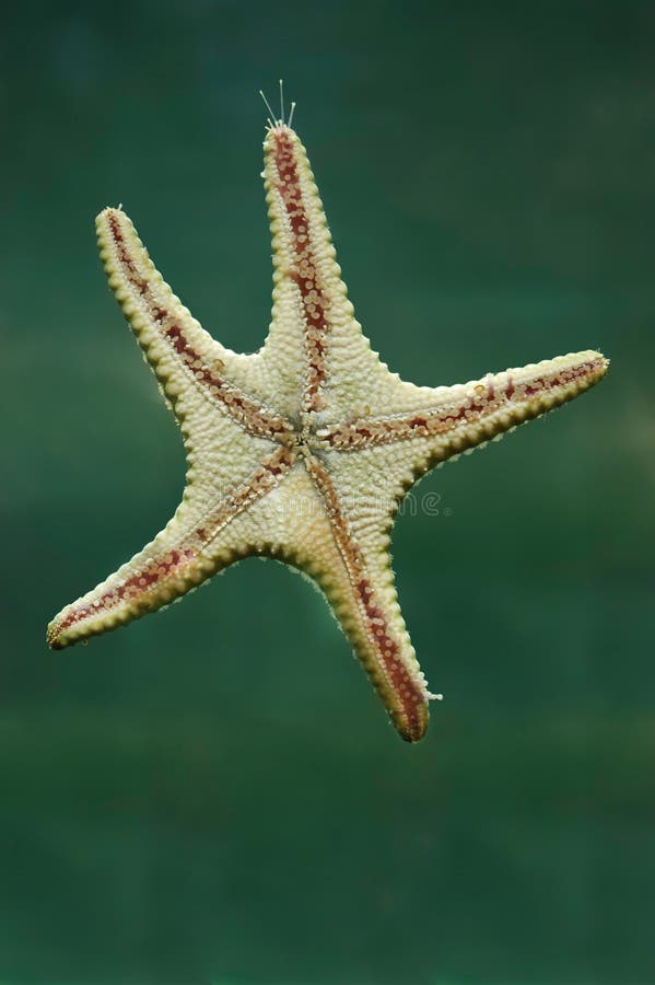 Starfish stock image. Image of life, star, five, arms - 11464567