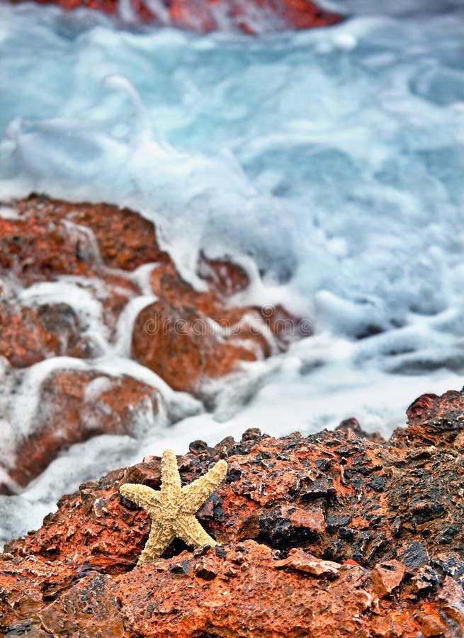 Starfish stock image. Image of ocean, tropical, water - 12569603