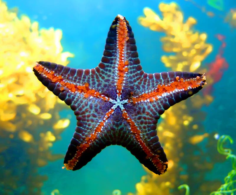 Starfish stock image. Image of rest, caribbean, cloud - 12607217
