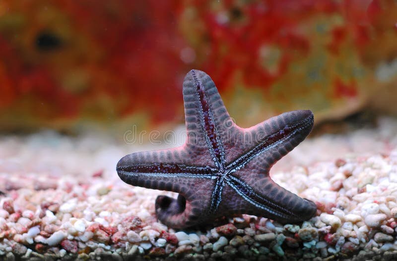 Seahorse kiss Starfish stock image. Image of seahorse - 9602759