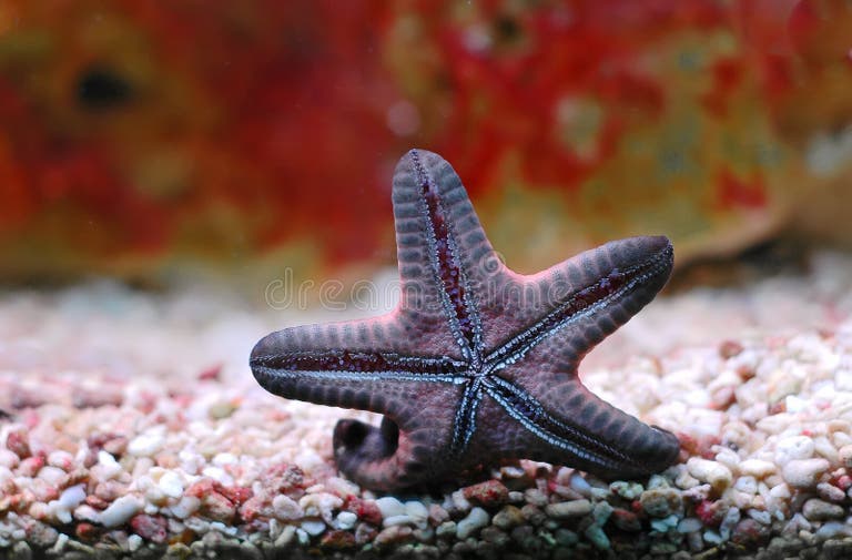 Starfish stock image. Image of shape, holiday, crustacean - 14143031