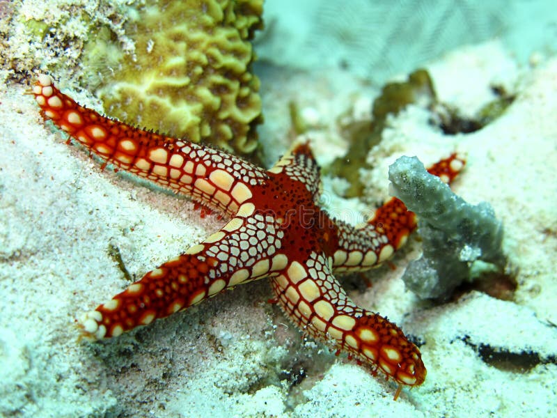 Seahorse kiss Starfish stock image. Image of seahorse - 9602759
