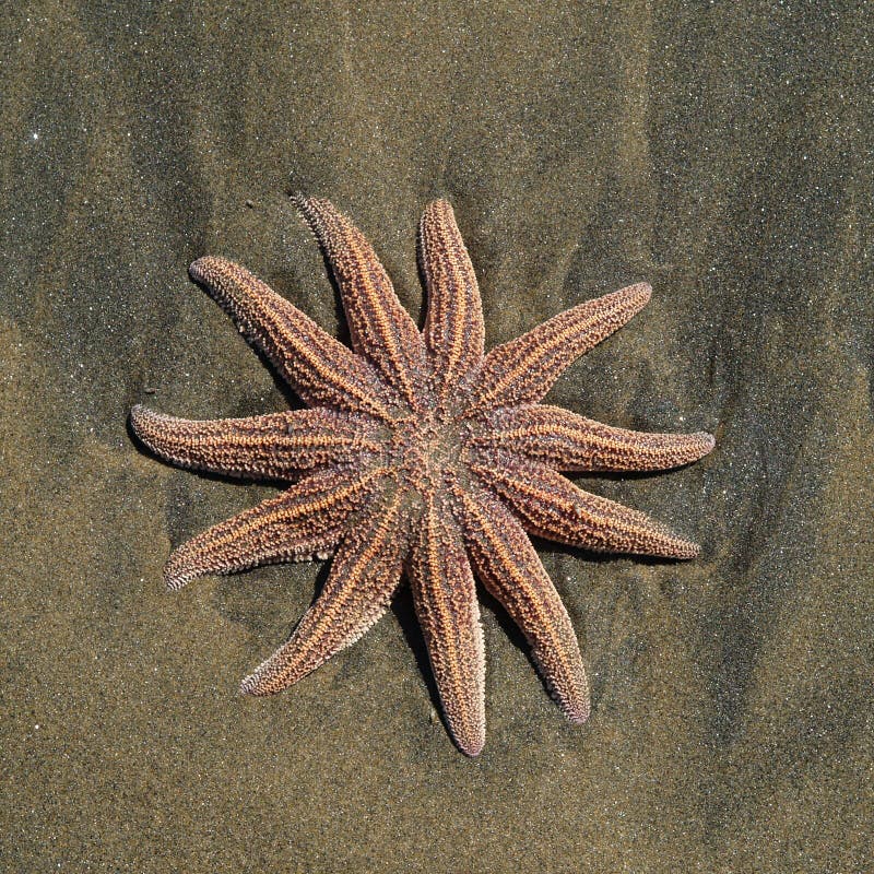 Sun Starfish Arms Moving on an Oregon Beach Stock Photo - Image of ...
