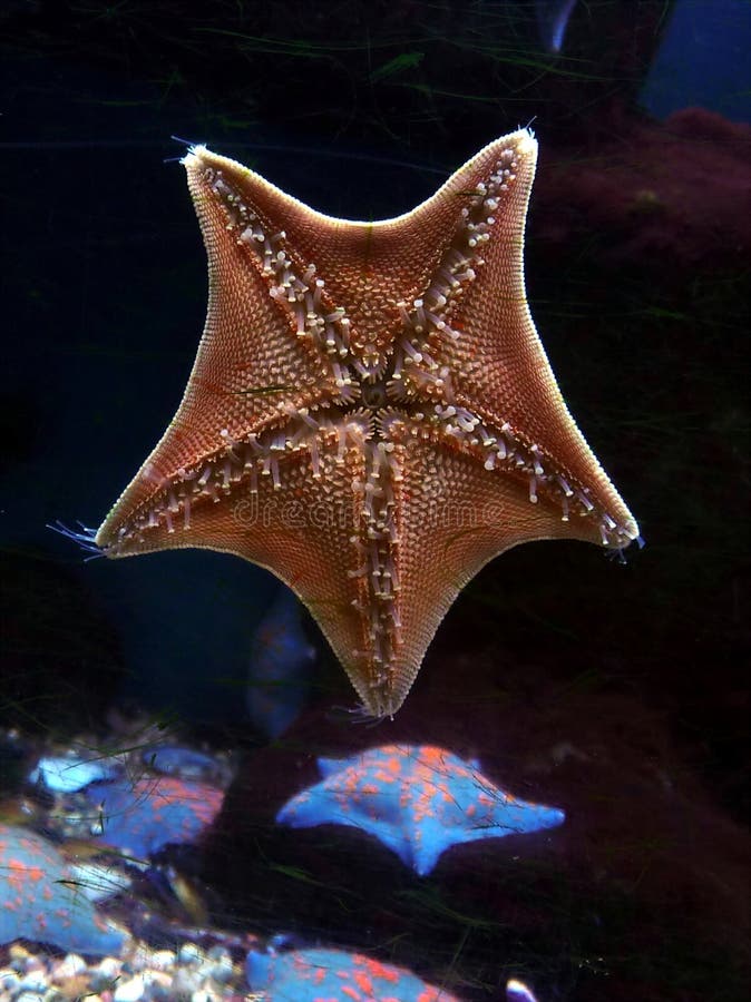 Starfish stock image. Image of unusual, starfish, water - 15775697