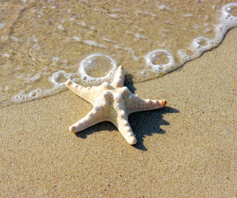 Star fish on the Beach stock photo. Image of summer, vacation - 9170040