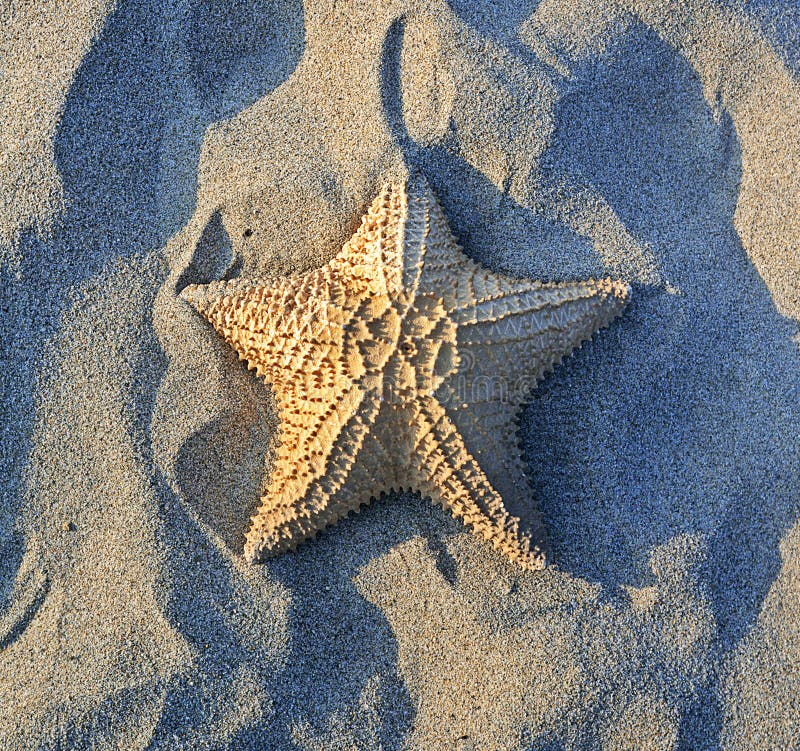Starfish stock image. Image of beach, atlantic, marine - 17028771