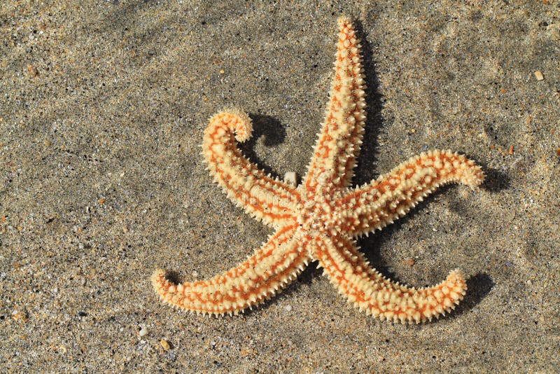 Yellow starfish stock image. Image of ocean, beach, summer - 5969471