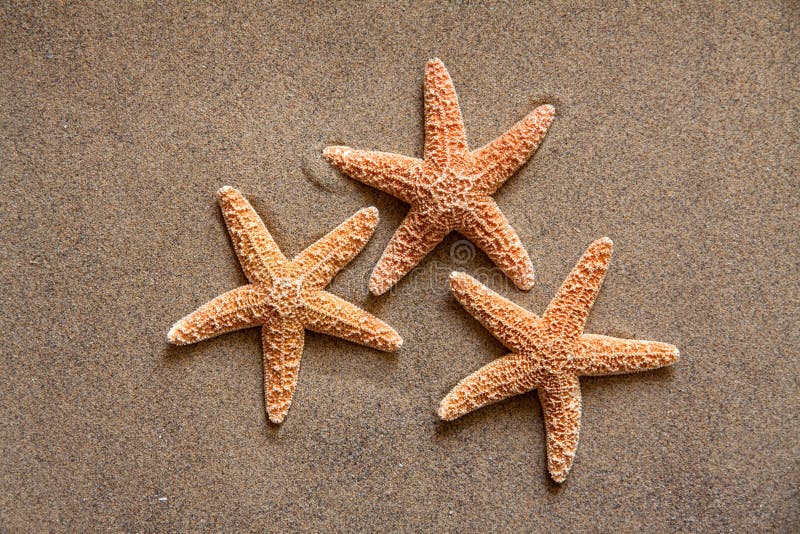 568 Starfish Skeleton Stock Photos - Free & Royalty-Free Stock Photos ...