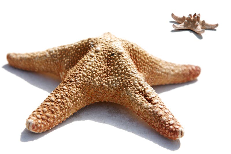 Starfish stock photo. Image of isolated, empty, ocean - 1405520