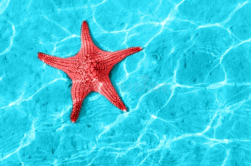 Starfish stock photo. Image of blue, natural, coast, paradise - 21837088