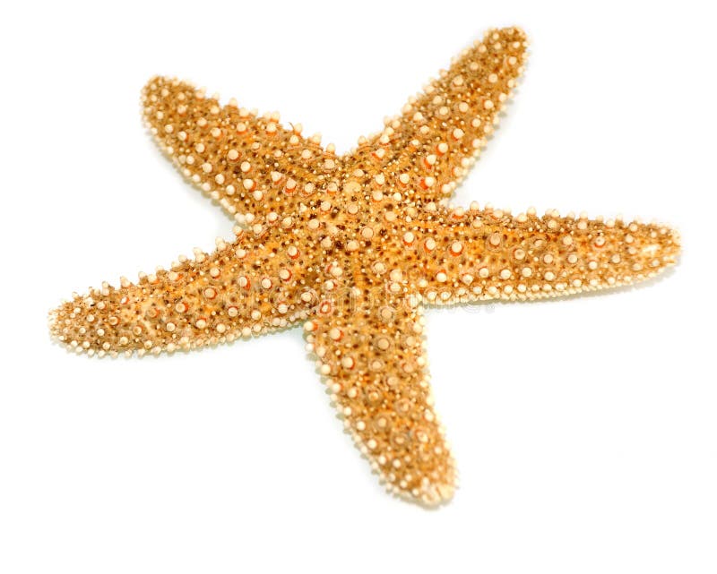 Gold starfish pendant stock photo. Image of hanging, pendant - 85566968