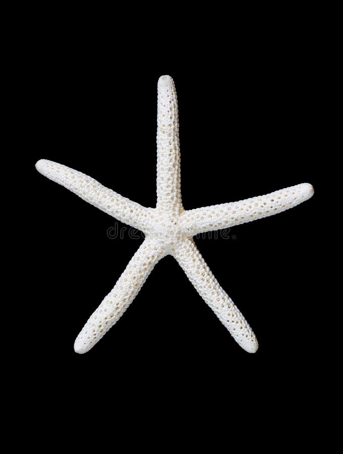 White starfish stock image. Image of close, details, echinoderm - 5829531
