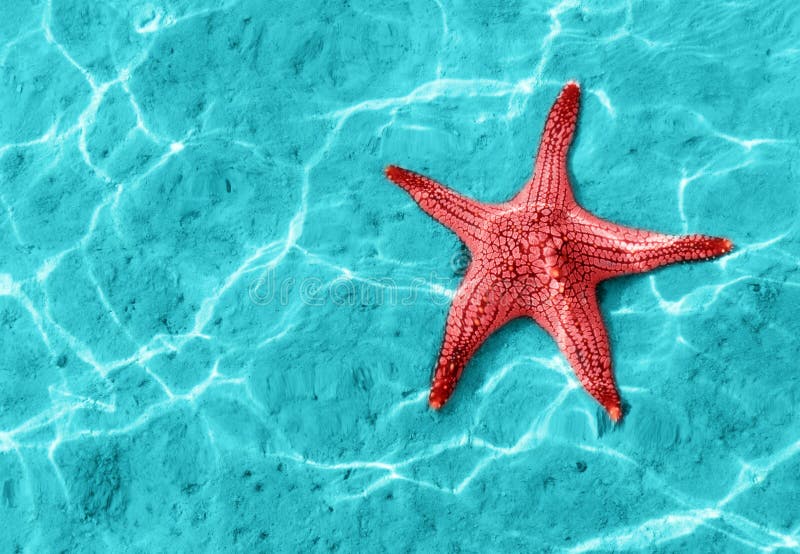 Mutated Sea Star or Starfish with 4 Legs Stock Image - Image of diving ...