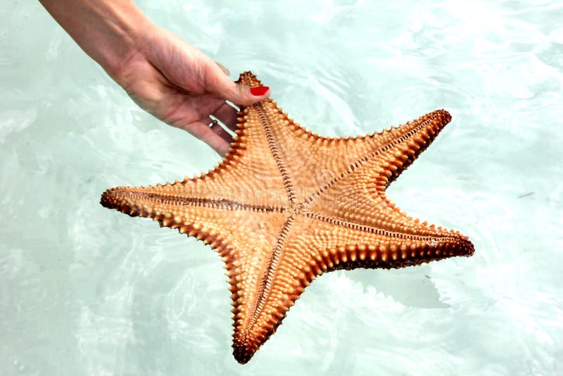 StarFish stock image. Image of coast, bath, brilliant - 27120067