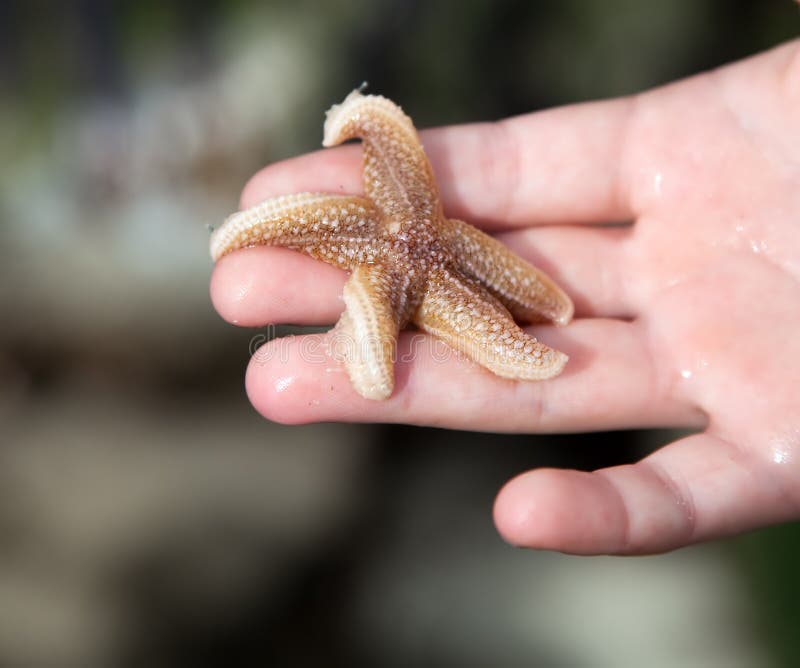 Starfish stock photo. Image of small, closeup, shore - 27293400