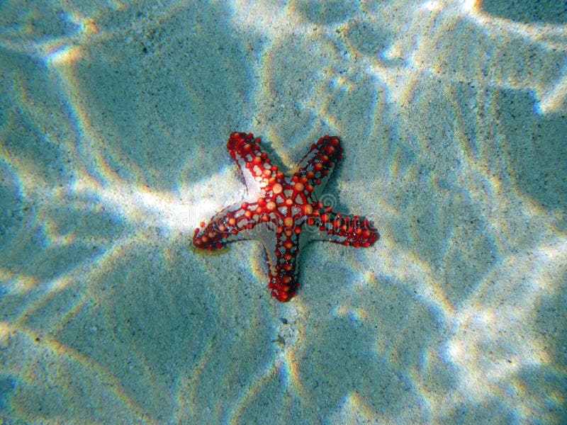 Starfish stock image. Image of square, paradise, water - 28268473