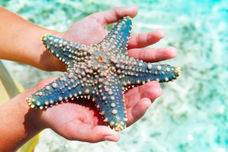 125,563 Starfish Unch Stock Photos - Free & Royalty-Free Stock Photos ...