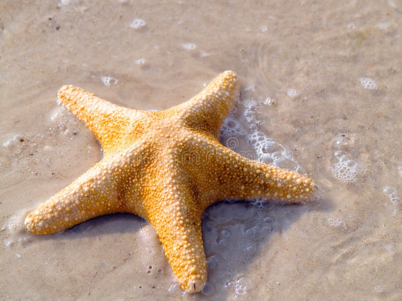 Starfish Bottom stock image. Image of ocean, pointed, beach - 655601
