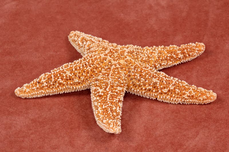 Starfish stock image. Image of wildlife, seashore, nature - 295073