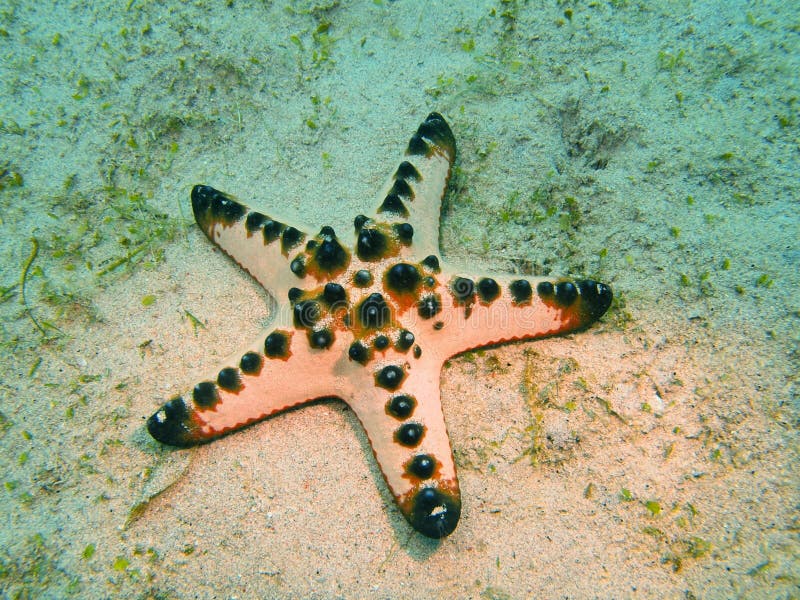 Mutated Sea Star or Starfish with 4 Legs Stock Image - Image of diving ...