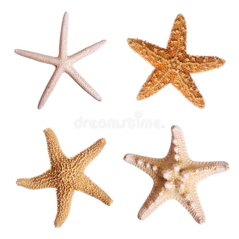 127,248 Balanthus Starfish Stock Photos - Free & Royalty-Free Stock ...