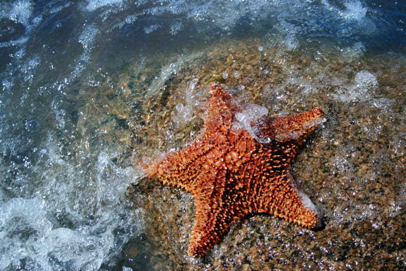 Reindeer Kicking Snow stock image. Image of introduced - 11939137